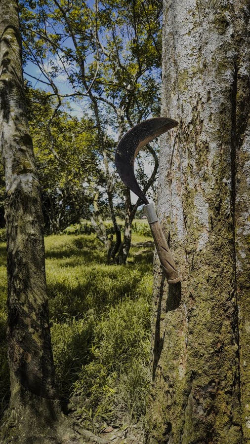 Sickle stuck in a tree stock image. Image of socialism - 277702001