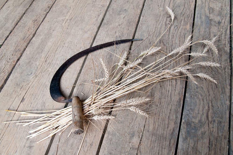 Sickle to cut the grain stock photo. Image of farmers - 49922802