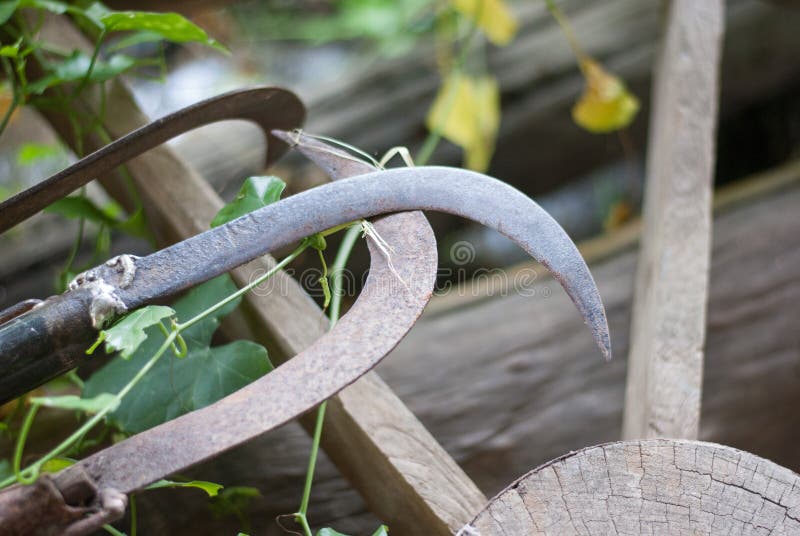 Two Sickles on Wooden Background after Using for Harvesting Cereals ...