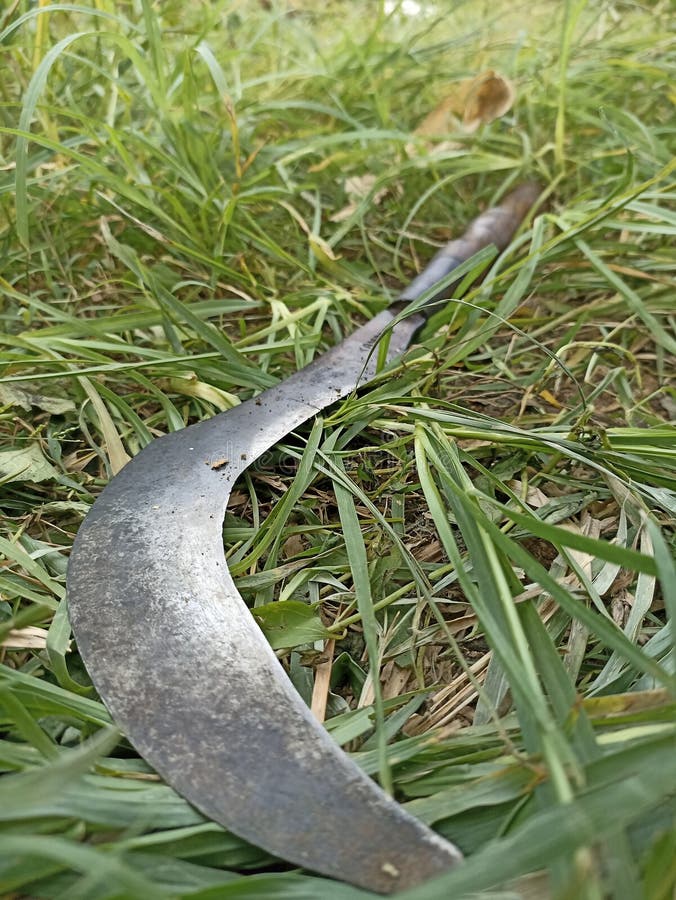 Sickles are a Versatile Tool in Life for Harmonizing with the ...