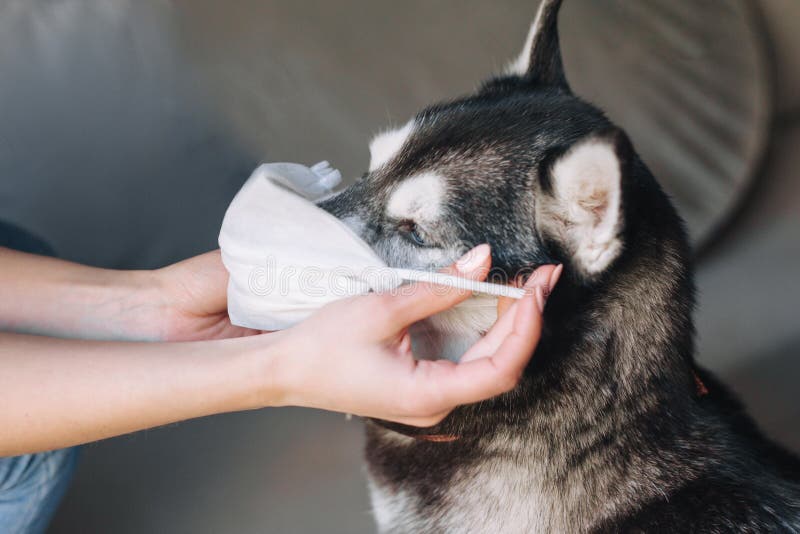 Sickness. Husky Dog in Medical Protective Mask at Home Stock Photo ...