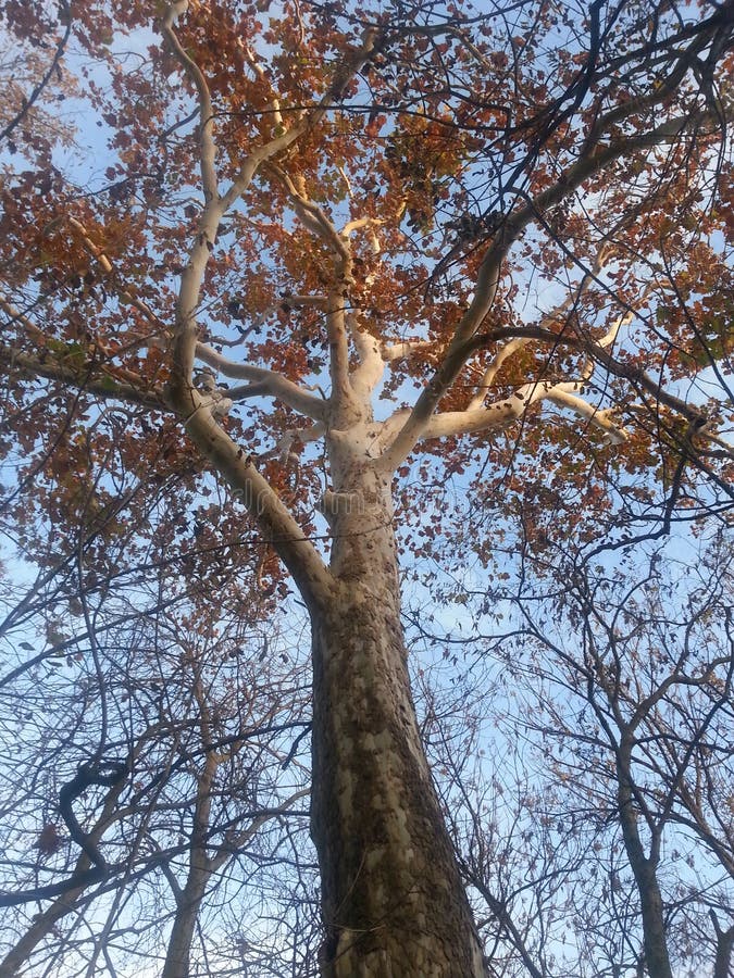 Sicomoro in autunno immagine stock. Immagine di sicomoro - 34830863