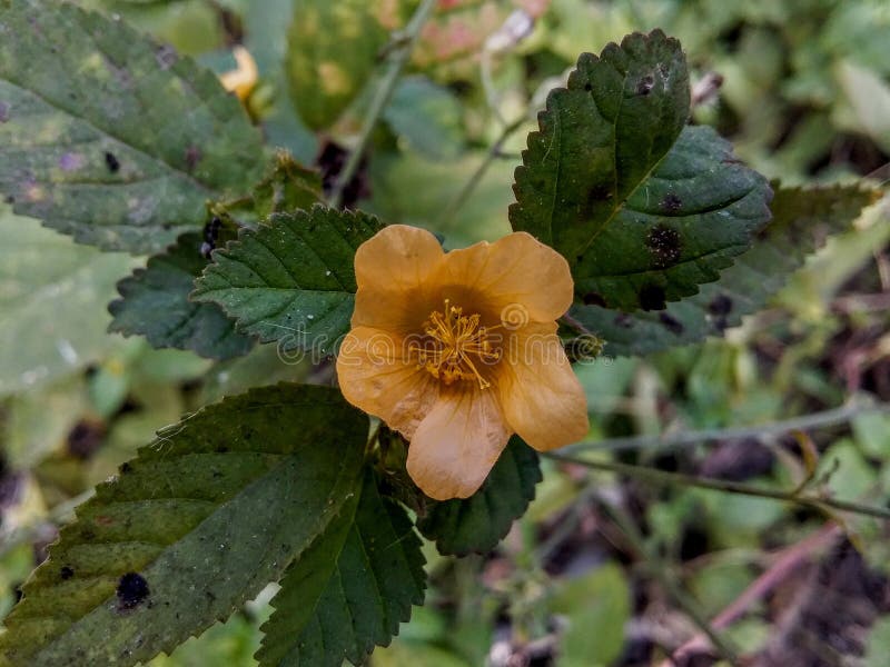 Flower of Sida sp. stock photo. Image of bloom, detail - 95618276