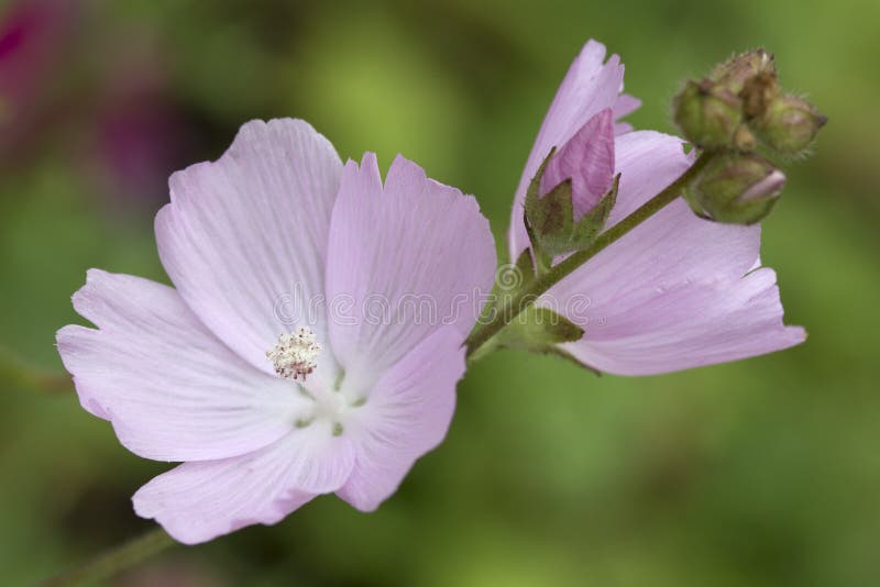 Blooming Cultivar Dwarf Checkerbloom Sidalcea Malviflora `Party Girl ...