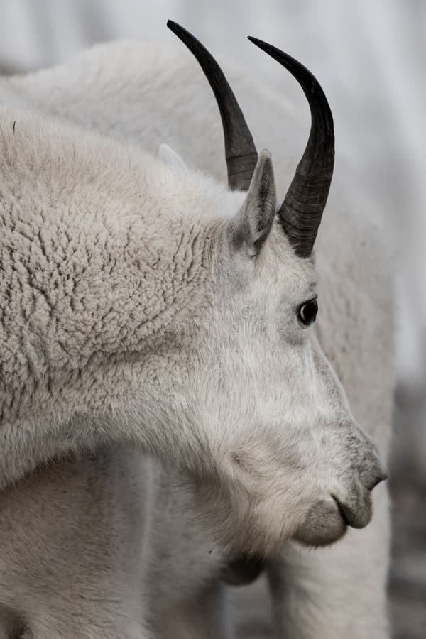 Sidd Profile of Mountain Goat Looking Back Stock Photo - Image of ...