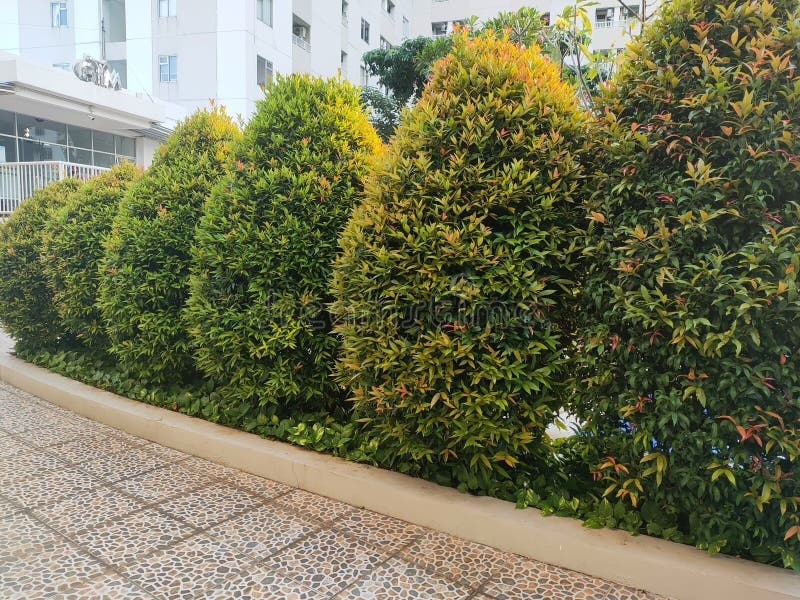 Side Angle of Decorative Trees in the Park Editorial Photo - Image of ...