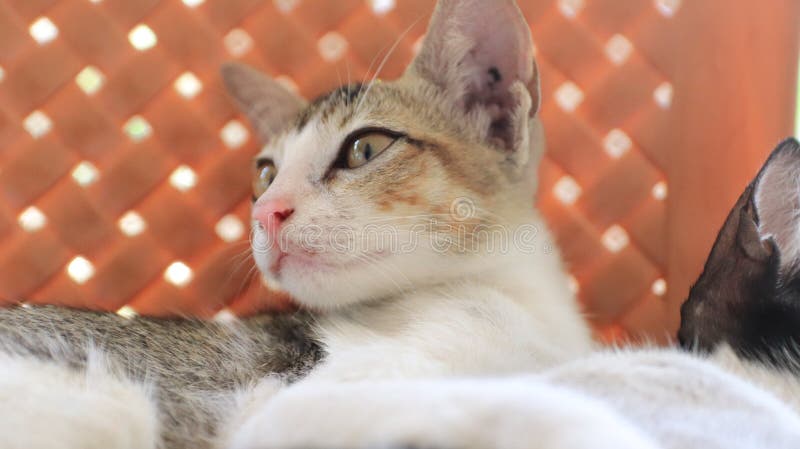 Closeup of a Cat Face with Attentive Ears Stock Photo - Image of mammal ...