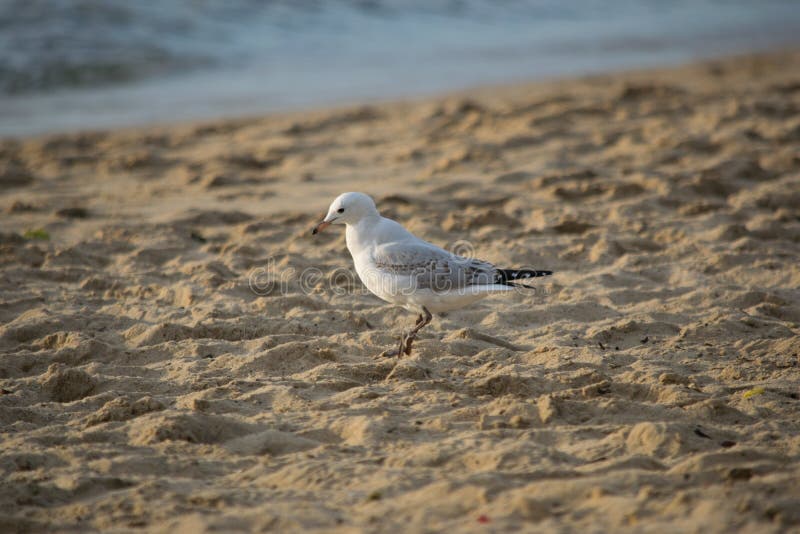Side Angle of Seagull Walking on the Beach Stock Image - Image of ...