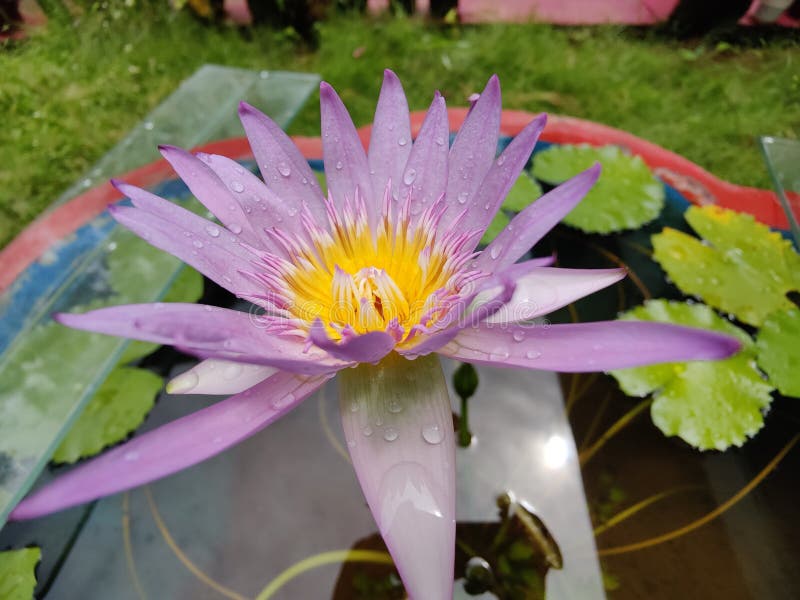 Side Angle View of Purple Water Lilly Stock Image - Image of water ...