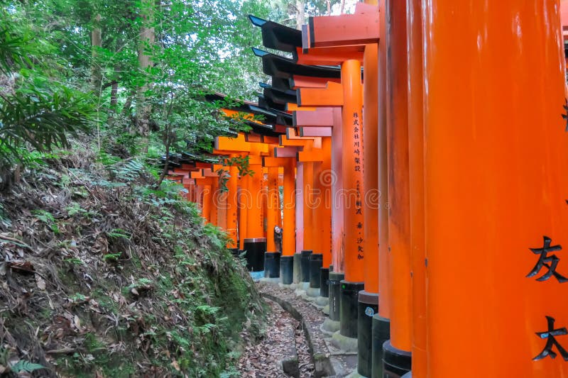 Kyoto - a Side-angle View Shows the Dense Rows of Vermilion Torii Gates ...