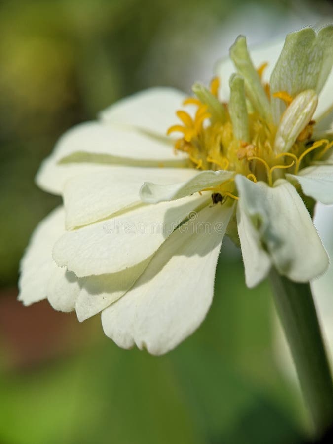 Side angle of white Zinnia stock image. Image of leaf - 246584649