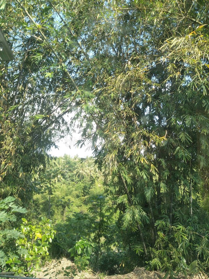 The Side of Bamboo stock image. Image of shrub, manyofbamboo - 201222273