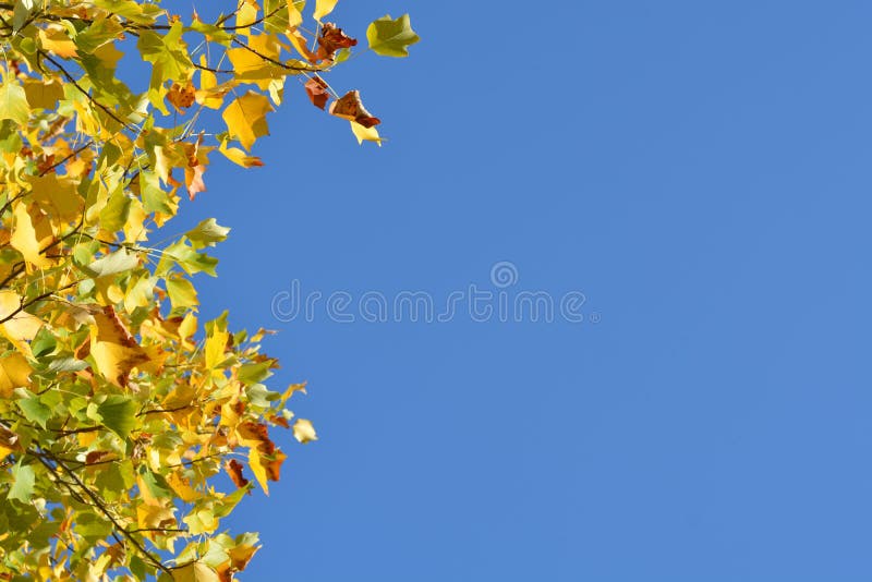 Side Border with Autumn Leaves with Blue Sky Stock Photo - Image of ...