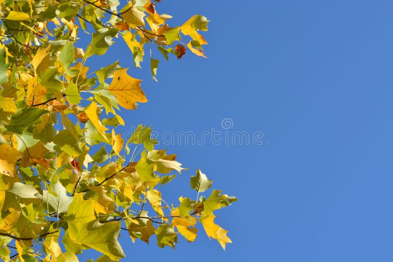 Side Border with Autumn Leaves with Blue Sky Stock Image - Image of ...