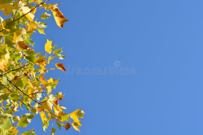 Side Border with Autumn Leaves with Blue Sky Stock Photo - Image of ...