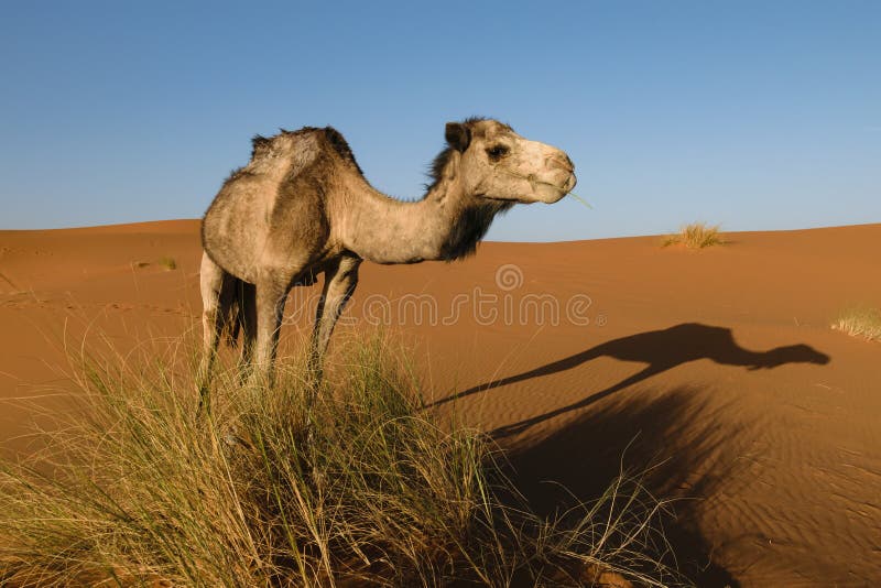 Camel shadow stock photo. Image of dune, yellow, sunrise - 19570018