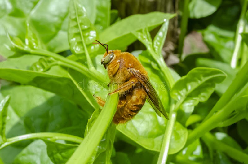 Valley Carpenter Bee: Insects in Nature Stock Image - Image of flora ...