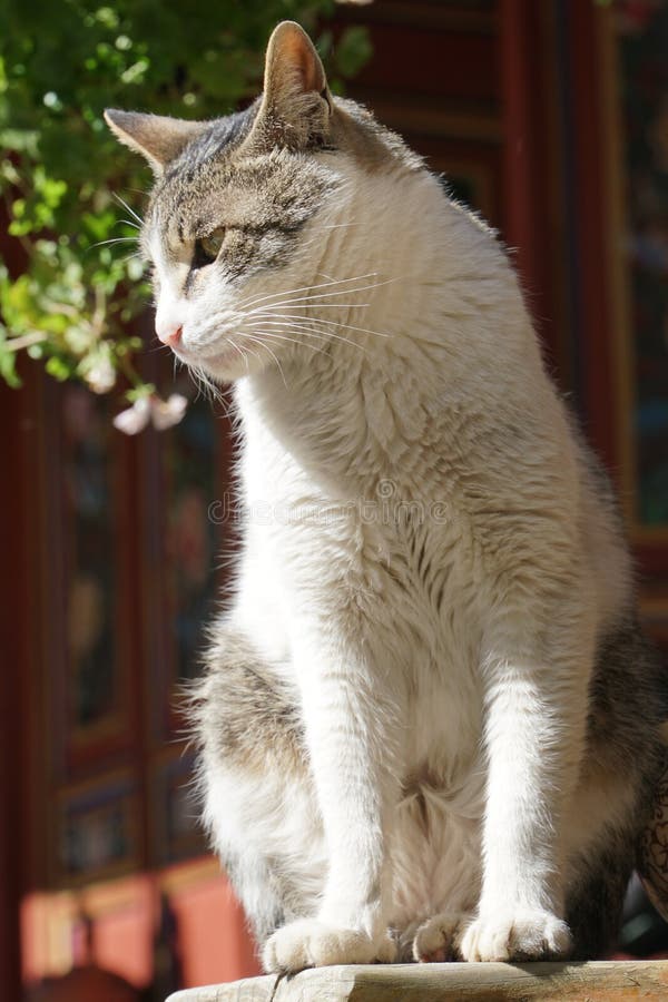 Side of a cat stock image. Image of animal, mammal, carnivore - 200243939