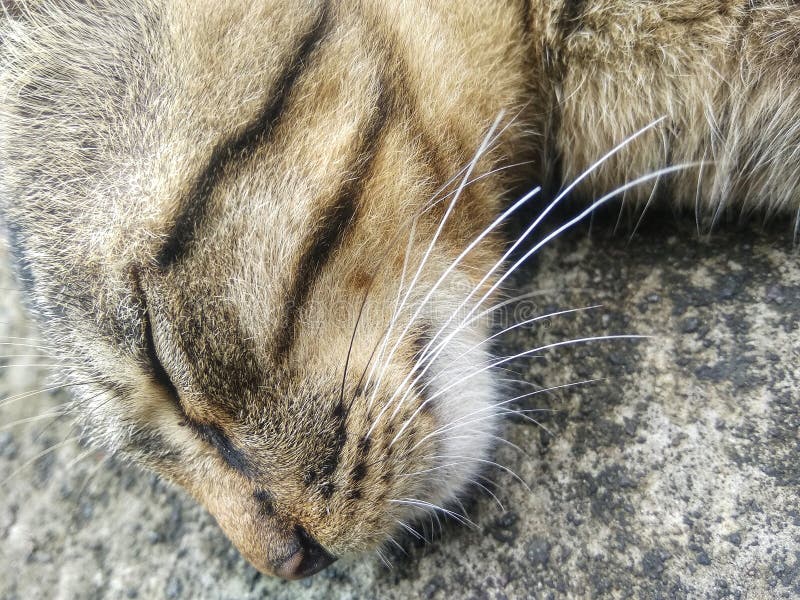 Cat face from the side stock photo. Image of carnivore - 205023626