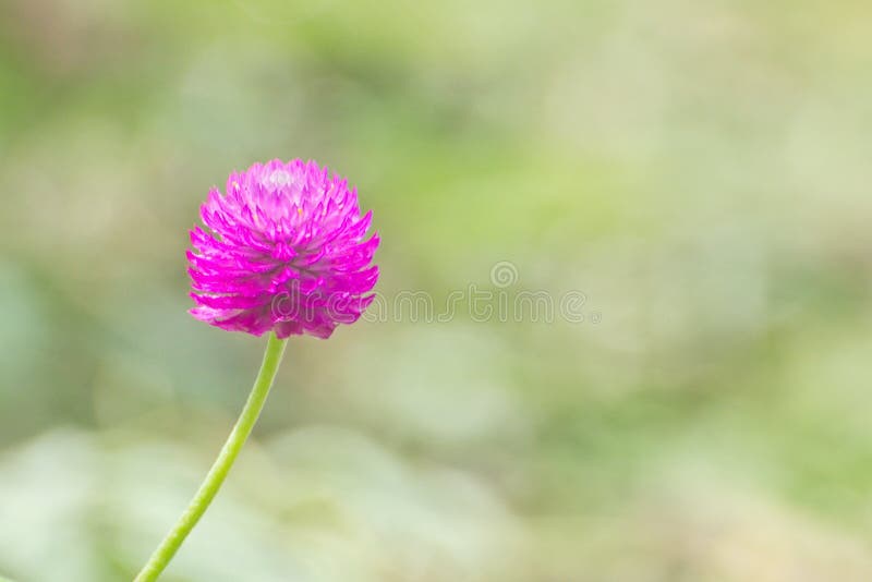 Side Close-up of Pink Gomphrena Globose Flower on Nature Background ...