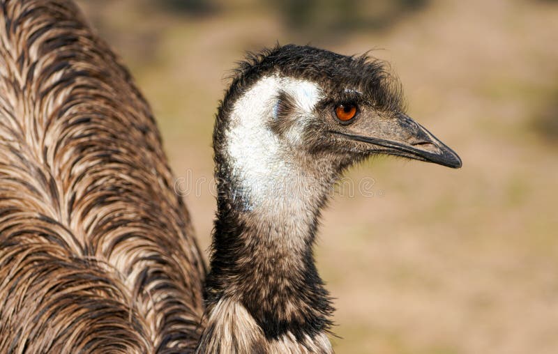 Side Close-up Portrait of an Emu Stock Image - Image of beak, head ...