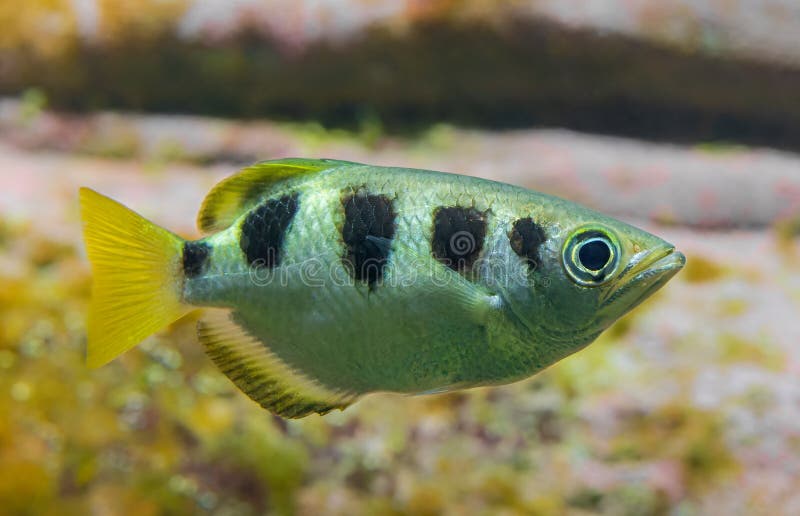 Side Close-up View of a Banded Archerfish Stock Photo - Image of ...