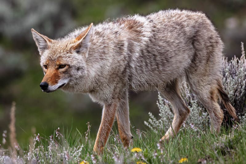Side Closeup of a Coyote Walking on the Grass with Blurred Background ...
