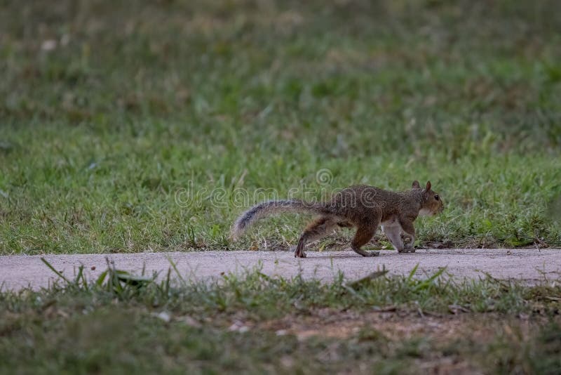 Side Closeup of an Eastern Gray Squirrel Running on the Yellowing Grass ...