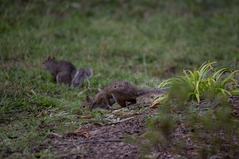 Side Closeup of an Eastern Gray Squirrel Running on the Yellowing Grass ...