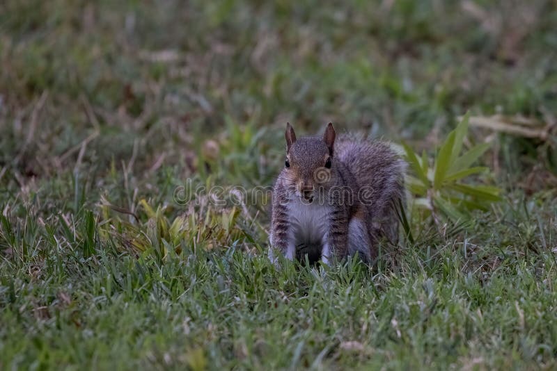 Side Closeup of an Eastern Gray Squirrel Running on the Yellowing Grass ...