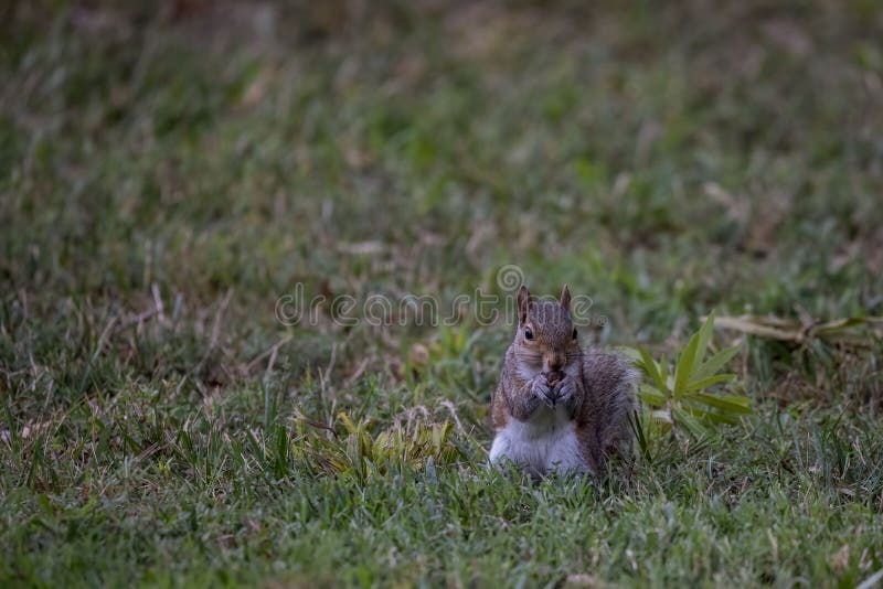 Side Closeup of an Eastern Gray Squirrel Running on the Yellowing Grass ...