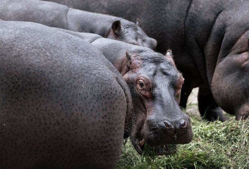 Side Closeup of Hippos Eating Grass on the Farm Stock Photo - Image of ...