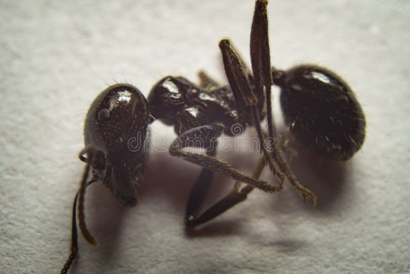 Side Closeup of a Messor Barbarus Insect on the Bright Blurred ...