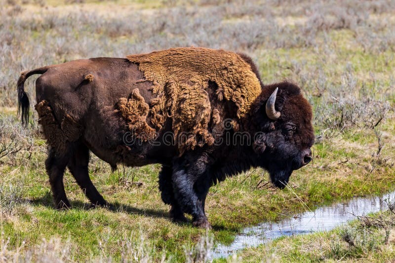 Side Closeup of a Sunlit, Brown Bison Standing on the Grass Near Water ...