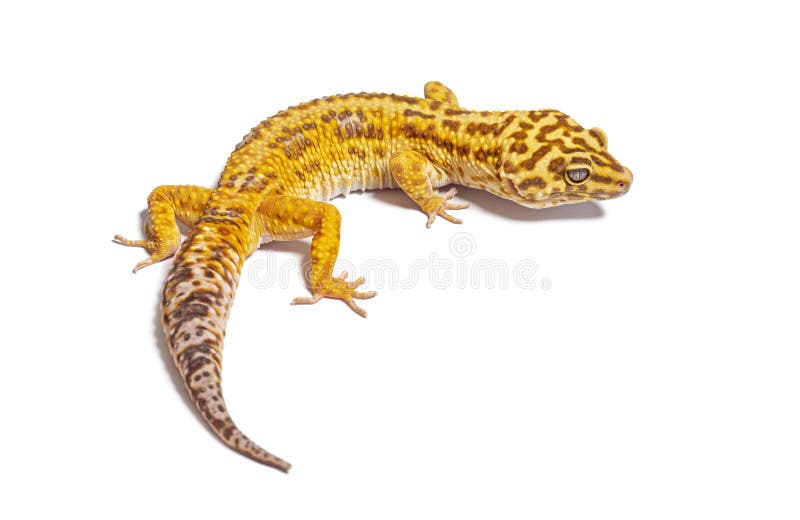Side and Dorsal View of Leopard Gecko, Eublepharis Macularius, Isolated ...