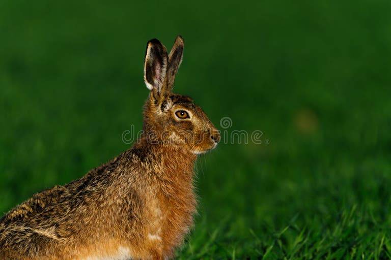 Side Eye Hare stock photo. Image of grass, european - 375421176