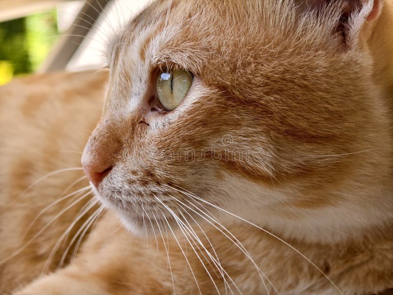 Side Eye View of an Orange Tabby Mau Cat Stock Image - Image of animal ...