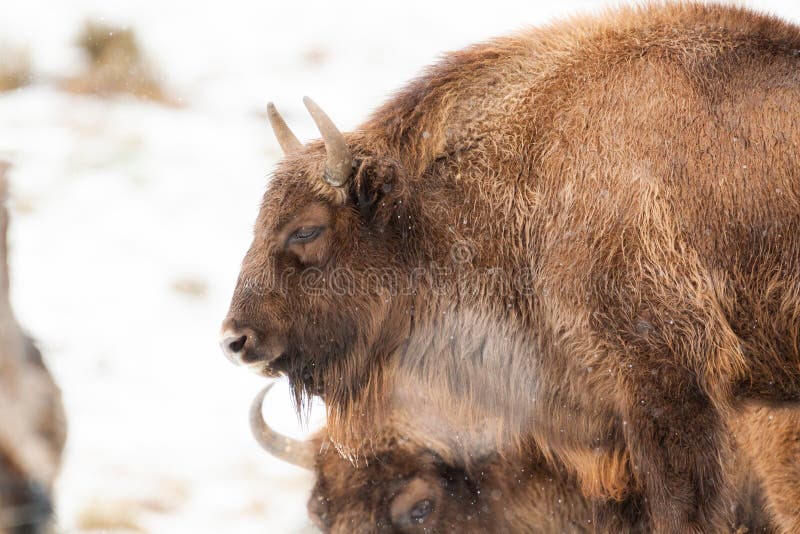 Side face bison stock photo. Image of sagebrush, field - 179089002