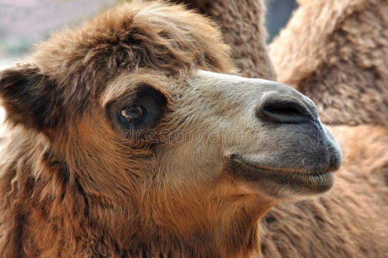 Side face of camel stock image. Image of camel, wildlife - 18773369