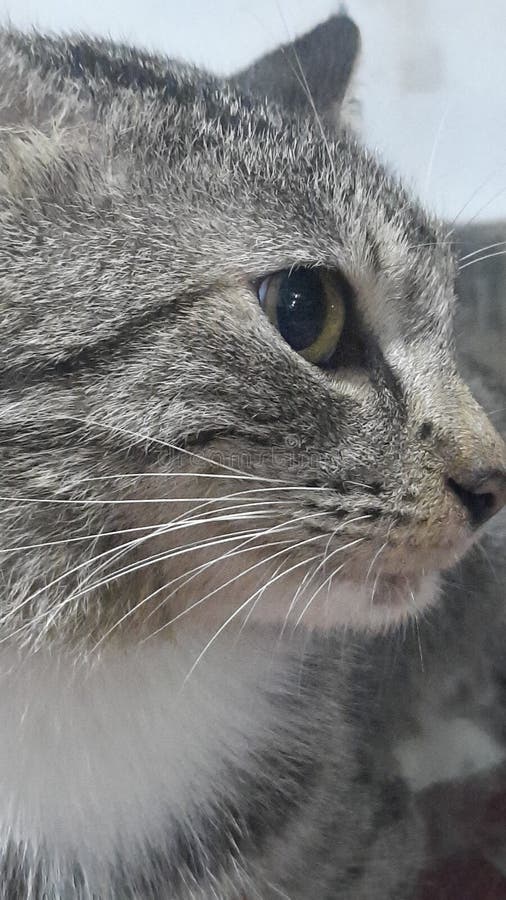 Side face grey cat stock image. Image of side, organ - 268827653
