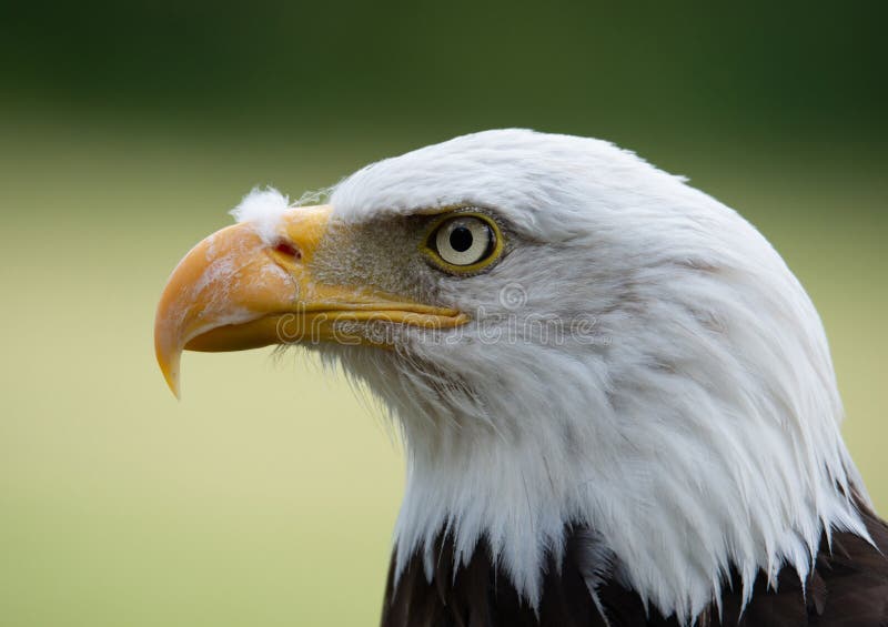 Side Face Portrait of a Bald Eagle Stock Image - Image of fauna, look ...