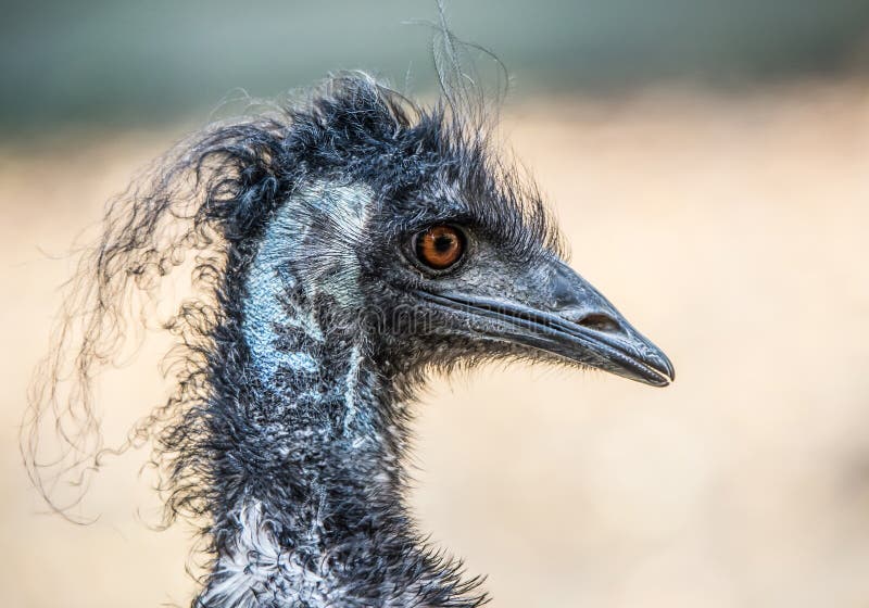 Emu's Bad Hair Day stock photo. Image of look, closeup - 12783000
