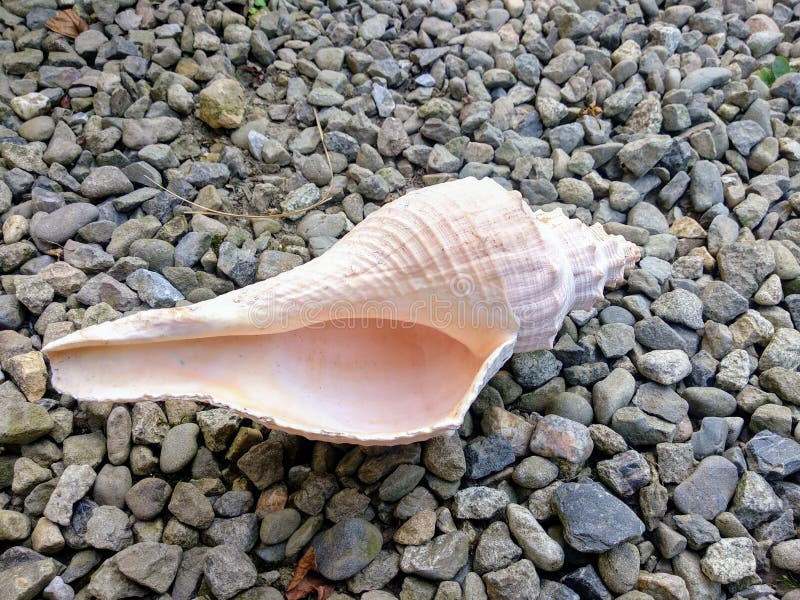 A Side Face of Seashell stock image. Image of stone - 155063751