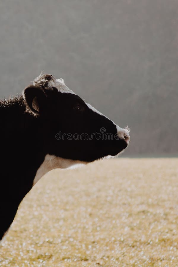 Side Face Shot of a White and Black Cow Stock Image - Image of interest ...
