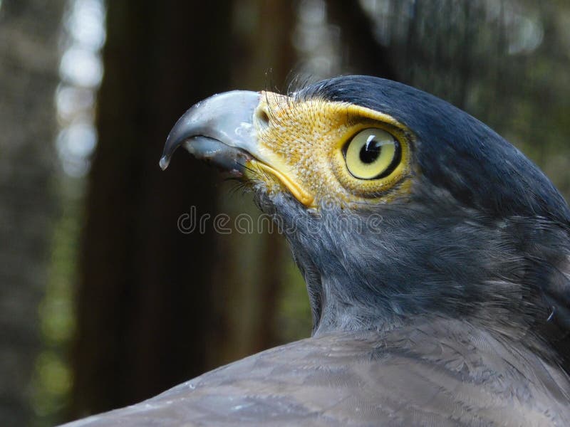 Side Face of Spilornis Cheela Bird Stock Image - Image of alone, beak ...