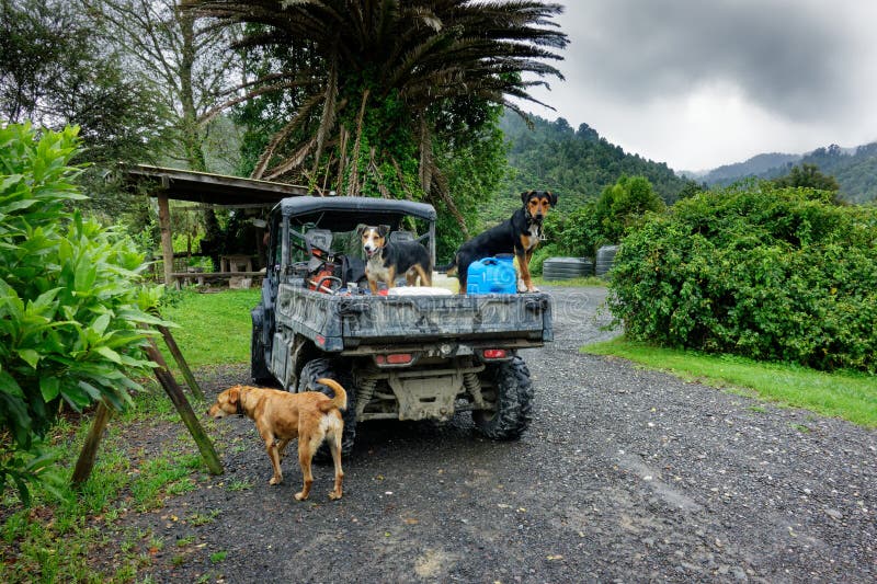 A Side by Side Farm Utility Vehicle with Working Farm Dogs. Aotearoa ... A Side by Side Farm Utility Vehicle with Working Farm Dogs. Aotearoa ...
