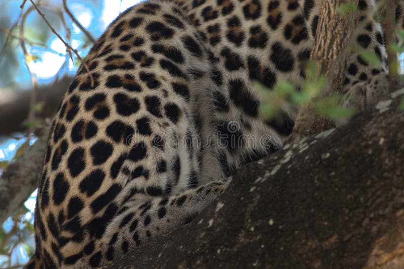 Panther Eyes Wallpaper Stock Photos - Free & Royalty-Free Stock Photos ...