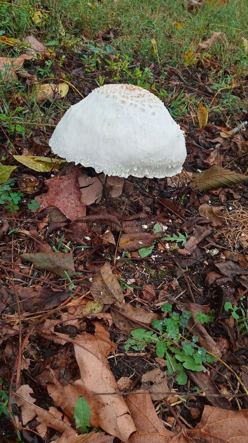 Side of fluffy mushroom stock image. Image of grass - 231302299