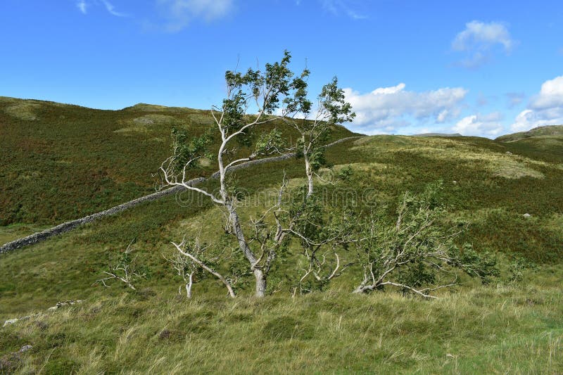Seemingly Erratic Branch Diversity Stock Photo - Image of high, idyllic ...