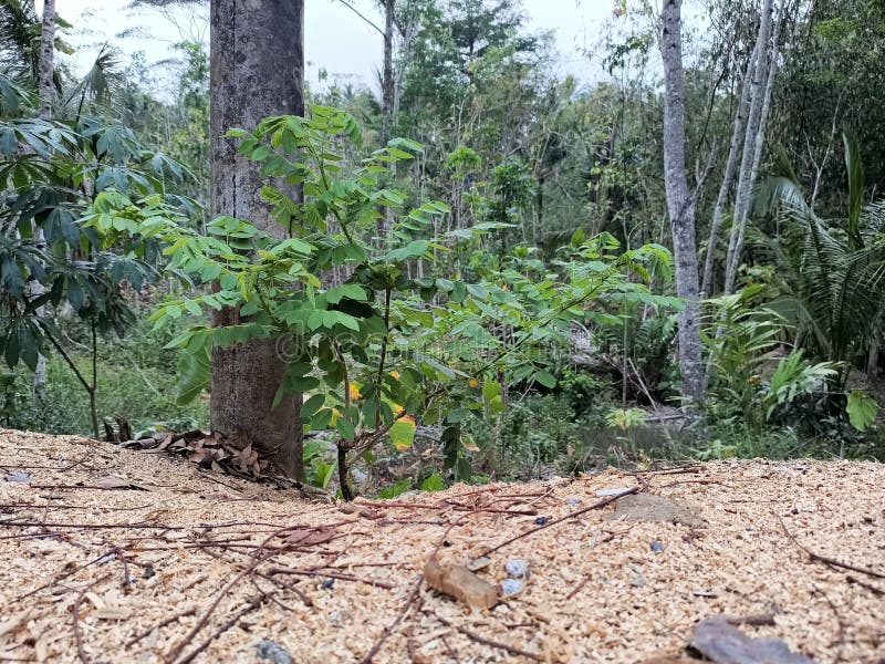 The Side of the Ground Covered with Many Trees Stock Image - Image of ...